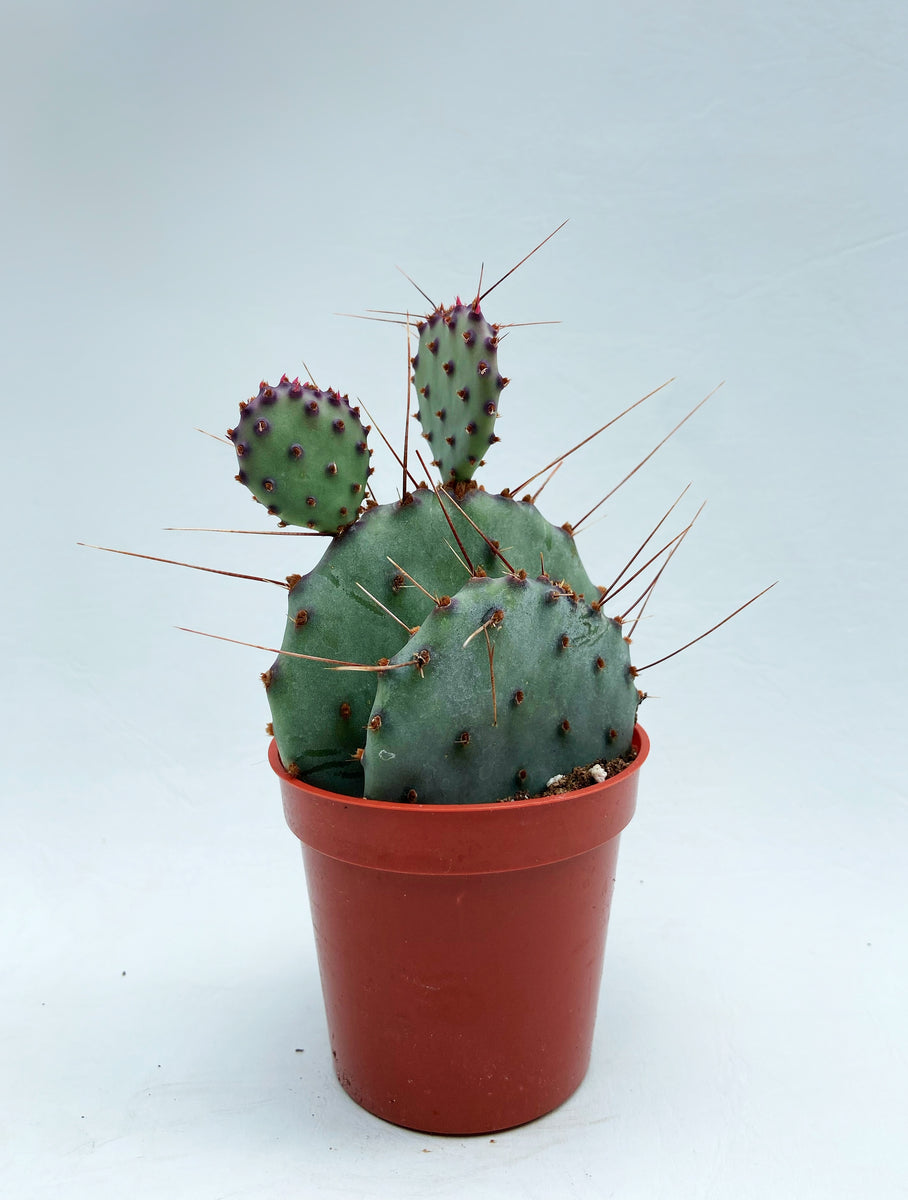 Opuntia x basilaris 'Baby Rita' | Cactus Racket – Végétal Design Qc