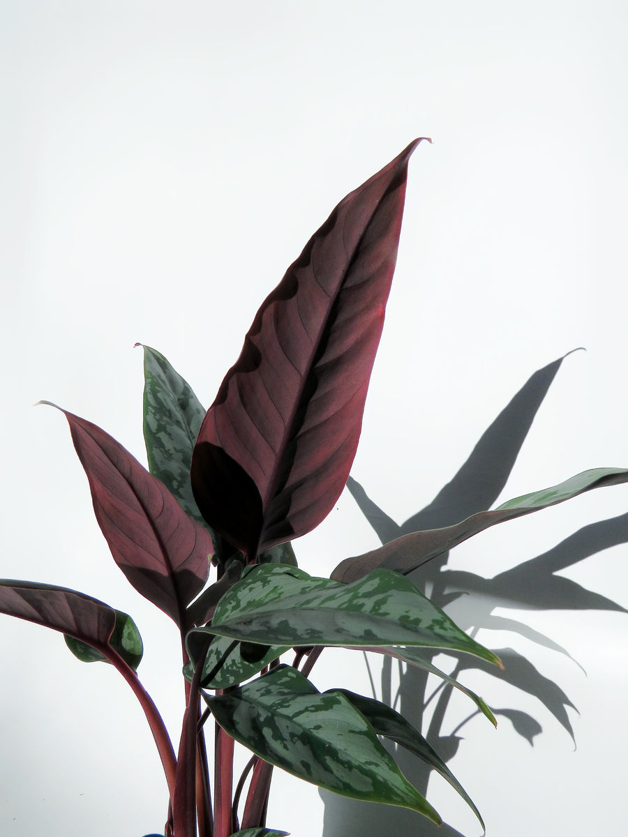 Apoballis Acuminatissima 'Lavallaei' | Homalomena 'Purple Sword ...