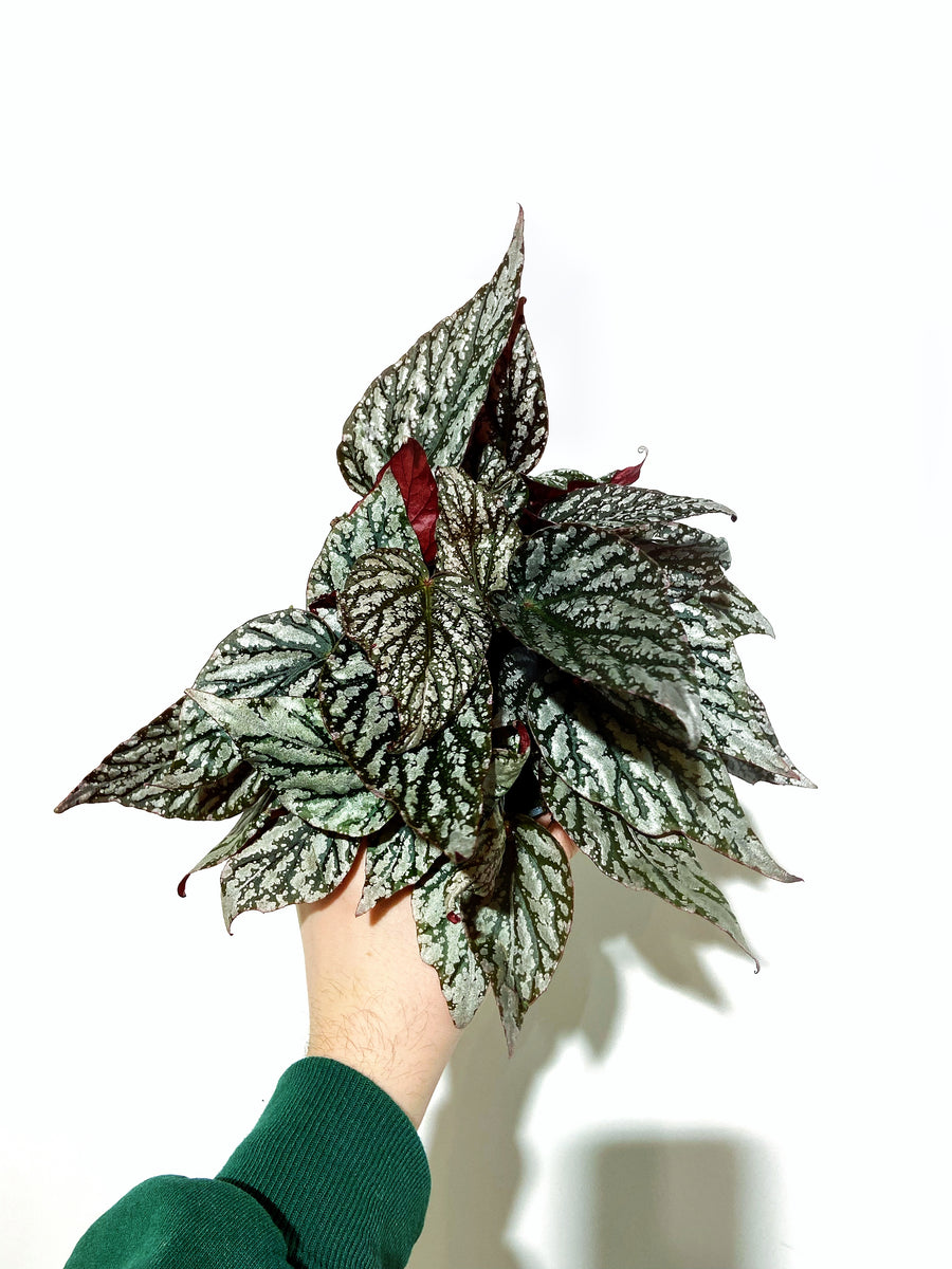 Begonia Rex ‘Fairy’ | Bégonia – Végétal Design Qc