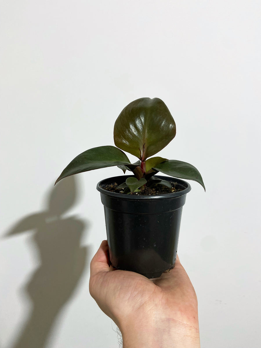Philodendron ‘Red Heart’ – Végétal Design Qc